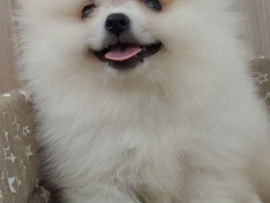 Щенки Померанский Шпиц