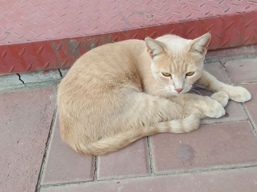 Кошки в добрые руки бесплатно