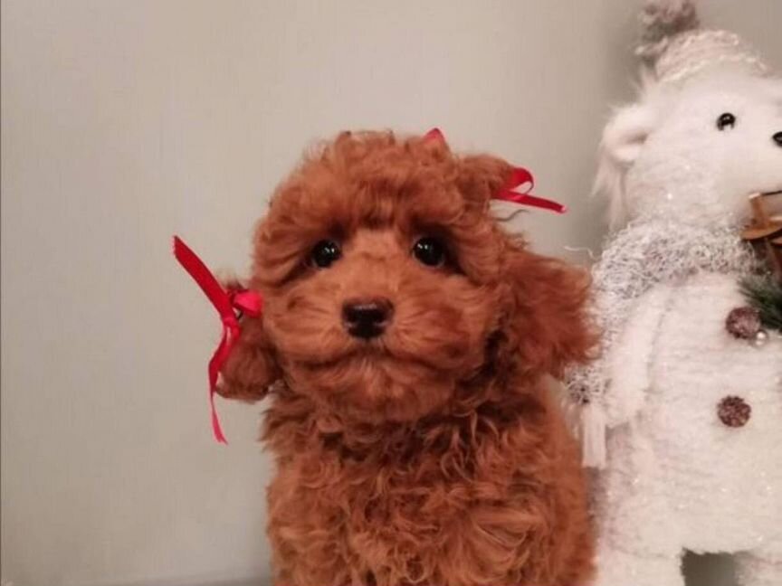 Щенки мини той пуделя