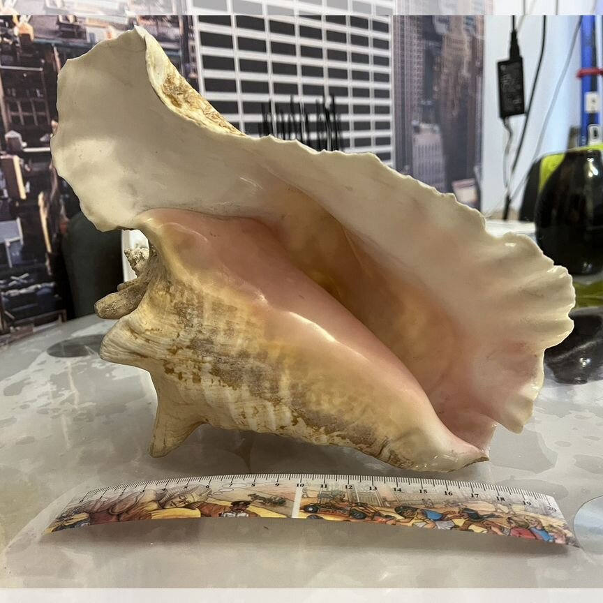 Ракушки кубинские