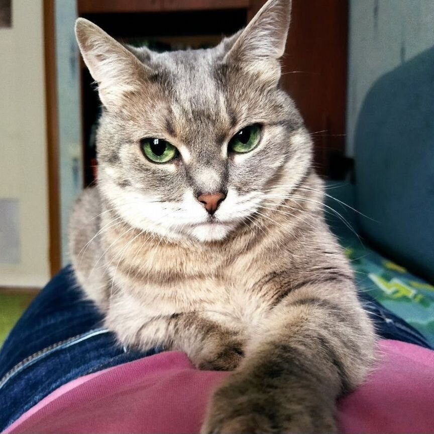 Кошечка в добрые руки