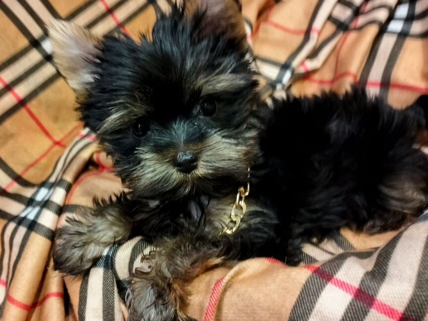 Йоркширский терьер мини беби фейс щенки
