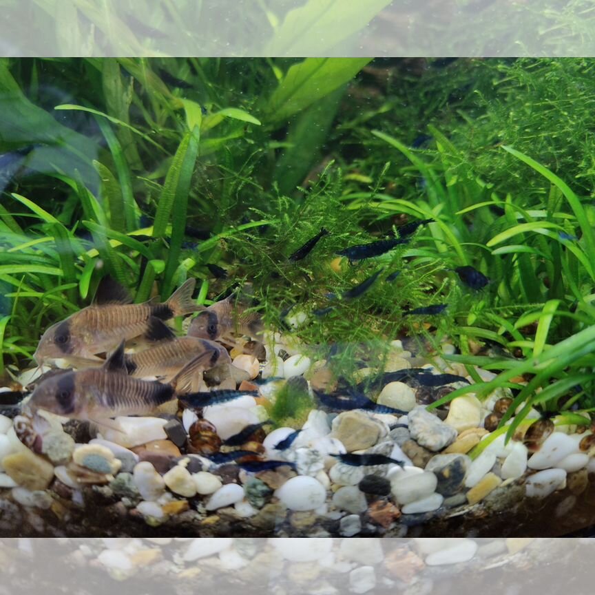 Аквариумные креветки blue dream 20 шт