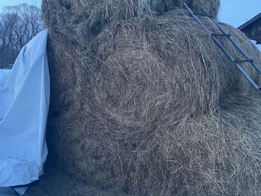 Сено в рулонах
