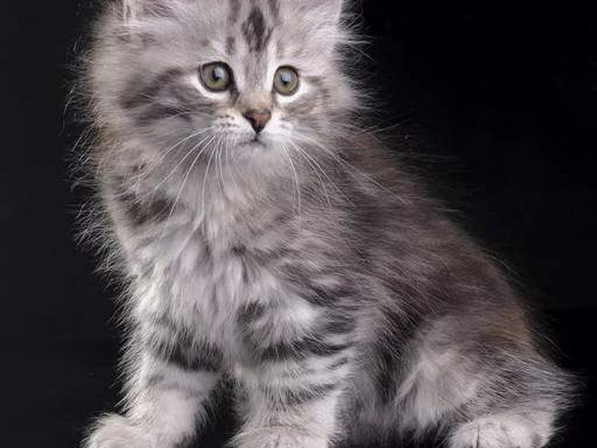 Сибирская с Мейн-кун девочка