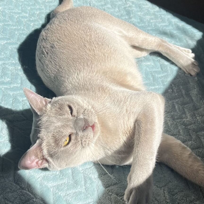 Европейская бурманская кошка, взрослая