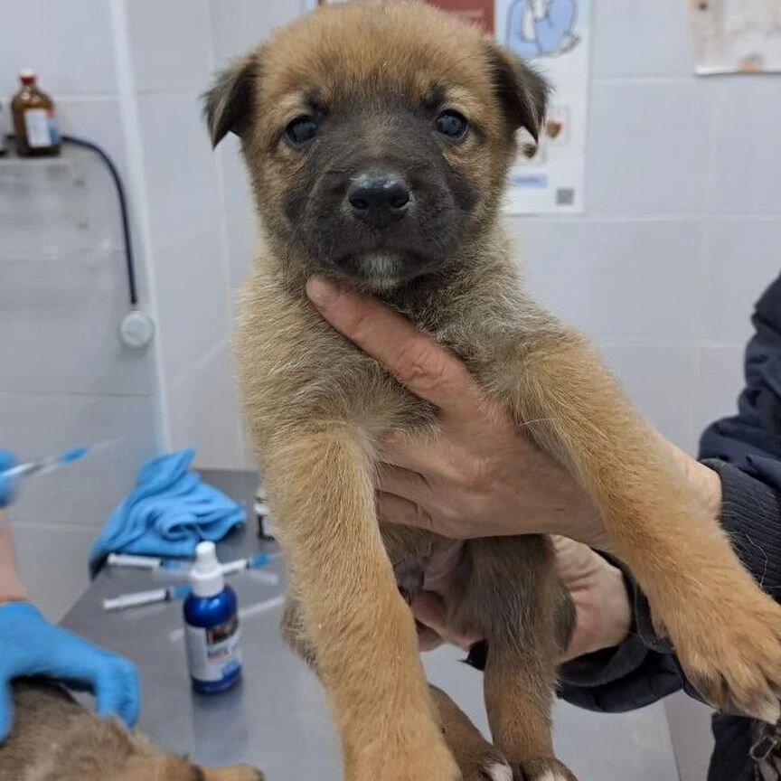 Щенок в добрые руки