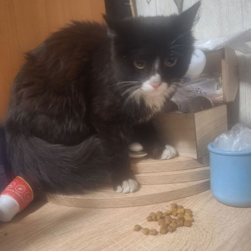 Кошечка в добрые руки