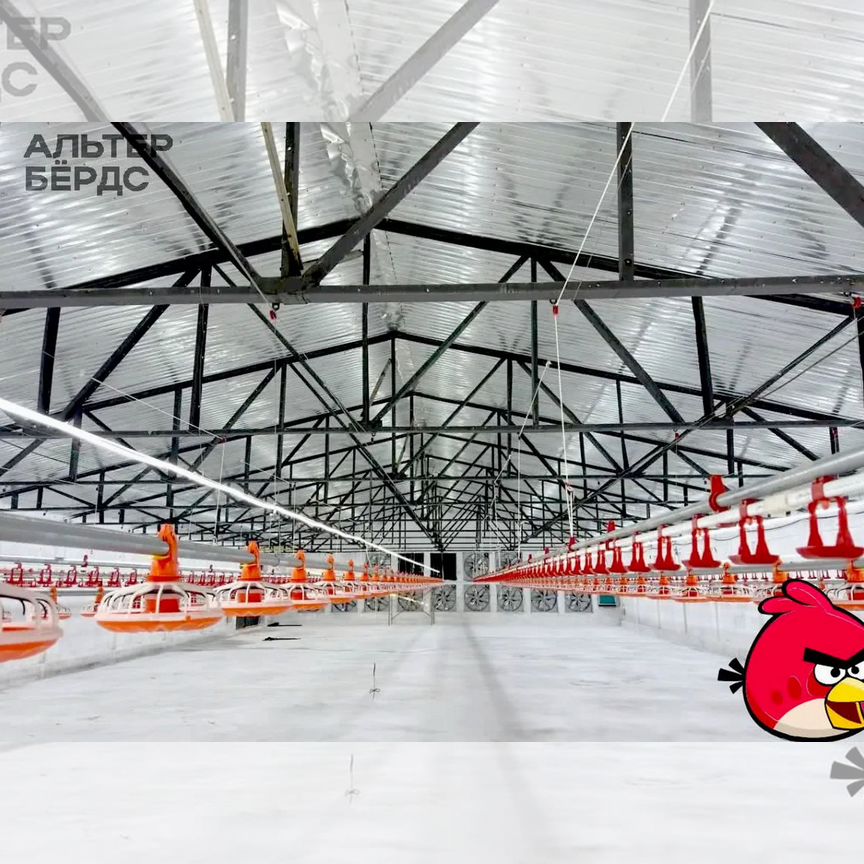 Линия кормления для бройлеров