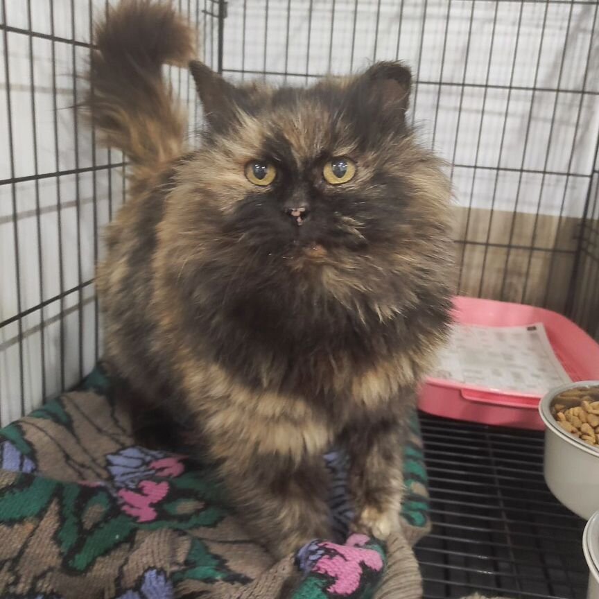 Сибирская кошка, взрослая