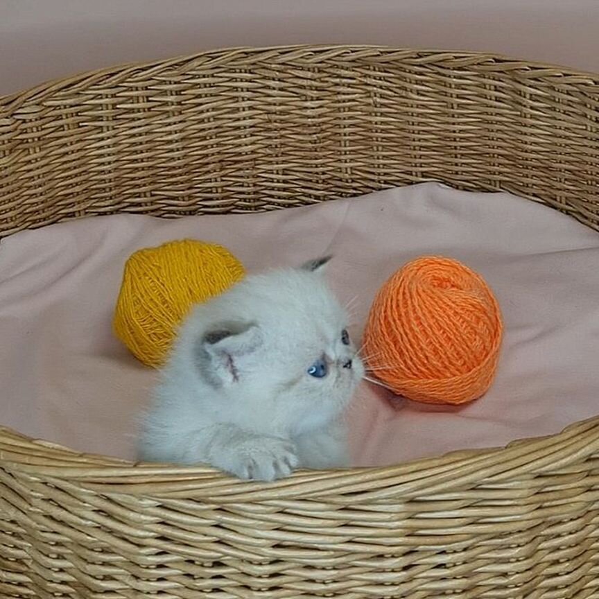Экзотические короткошерстные котята, Экзоты