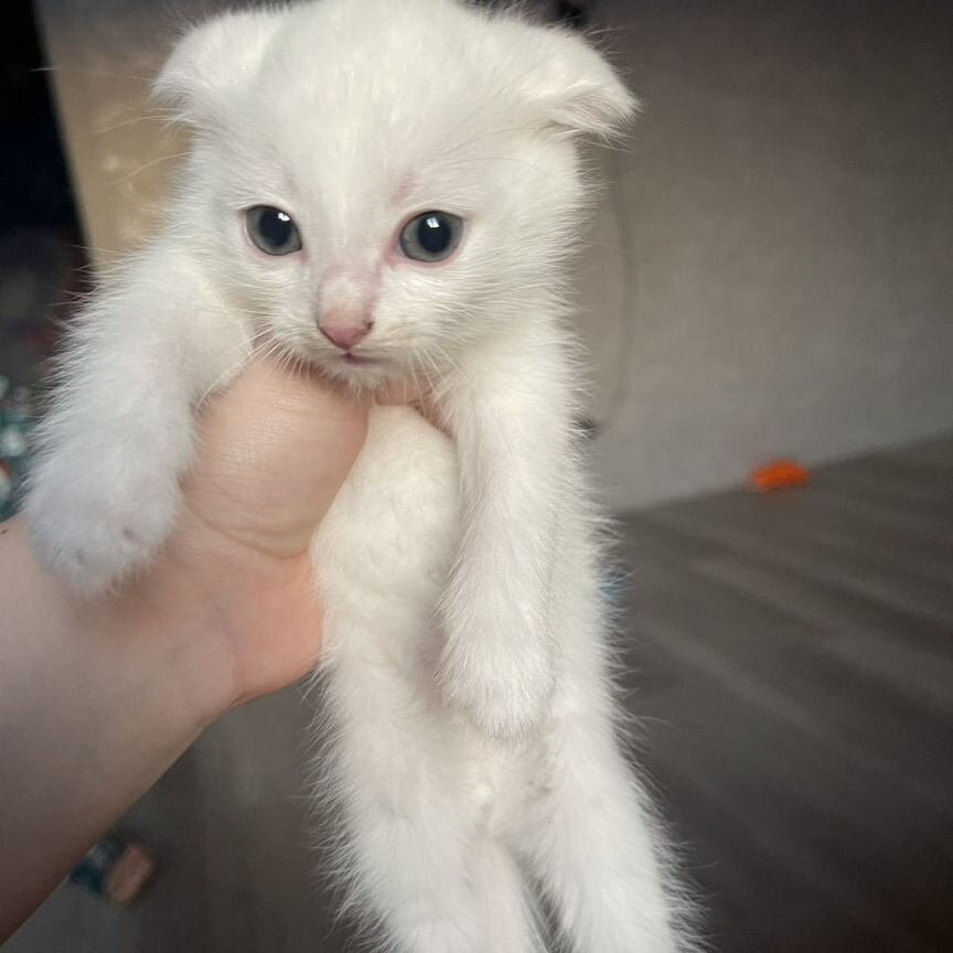 Отдам котят