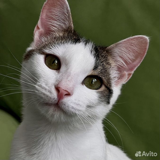 Беляш необыкновенный, котик
