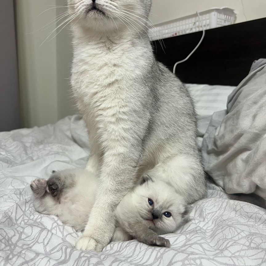 Кошечка Шотландская