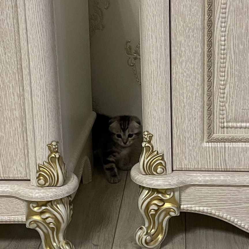 Шотландский Вислоухий котенок