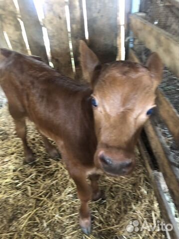 Бычок 13 дней