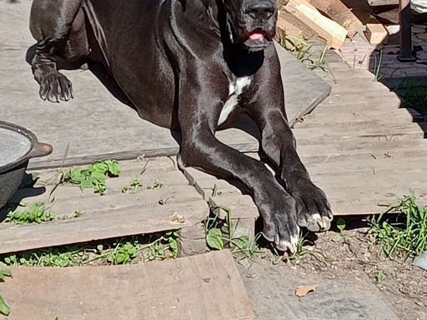 Вязка Немецкий дог