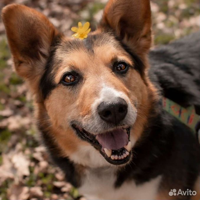 Собака с шикарными ушами в добрые руки