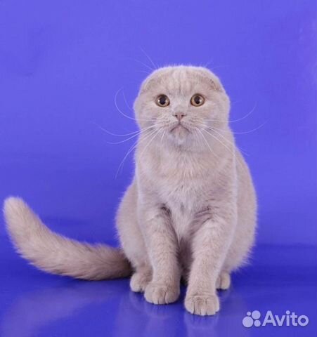 Вислоухий котик фавн