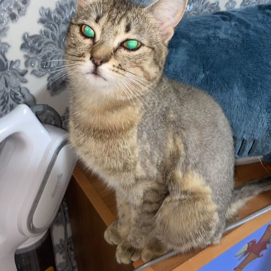 Взрослая кошка в добрые руки