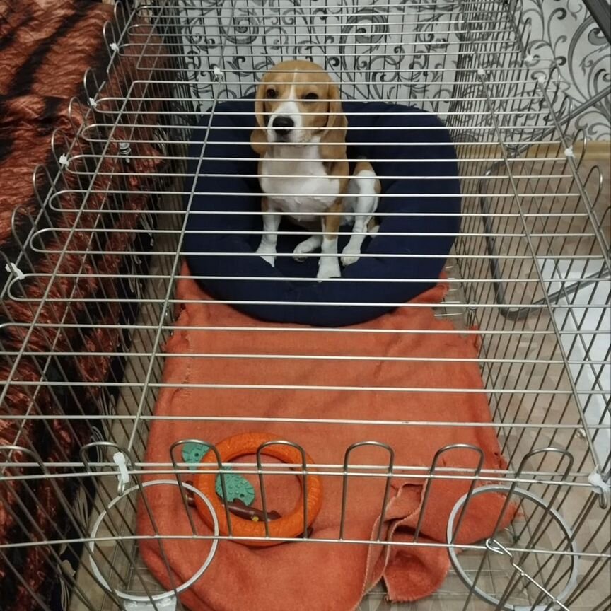 Продам клетку для собак