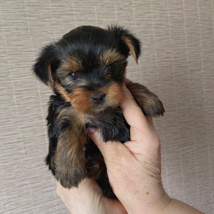 Йоркширский терьер щенки