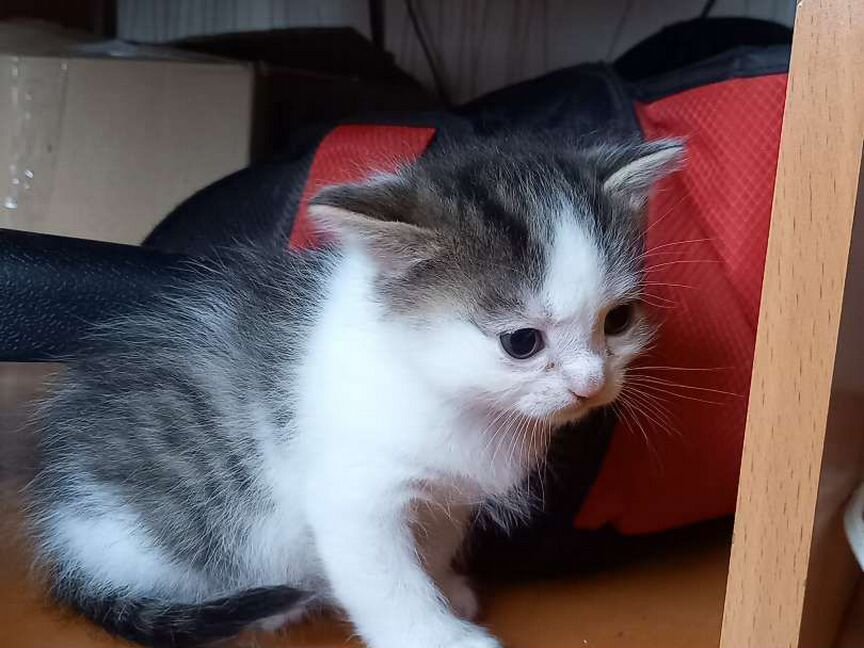 Кошка