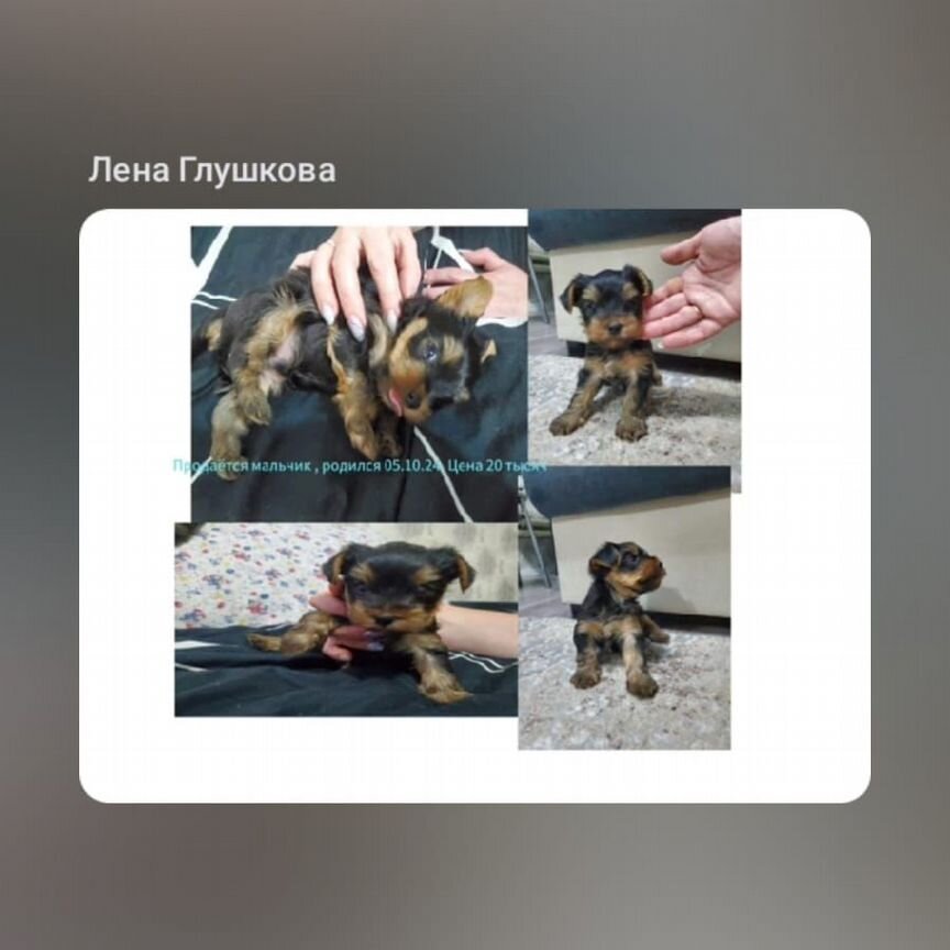Продам щенка иорка
