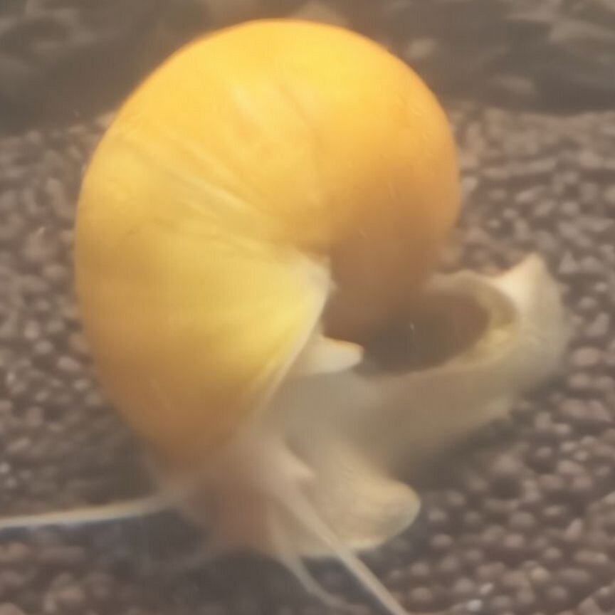 Улитки Ампулярии Жёлтые 7 штук