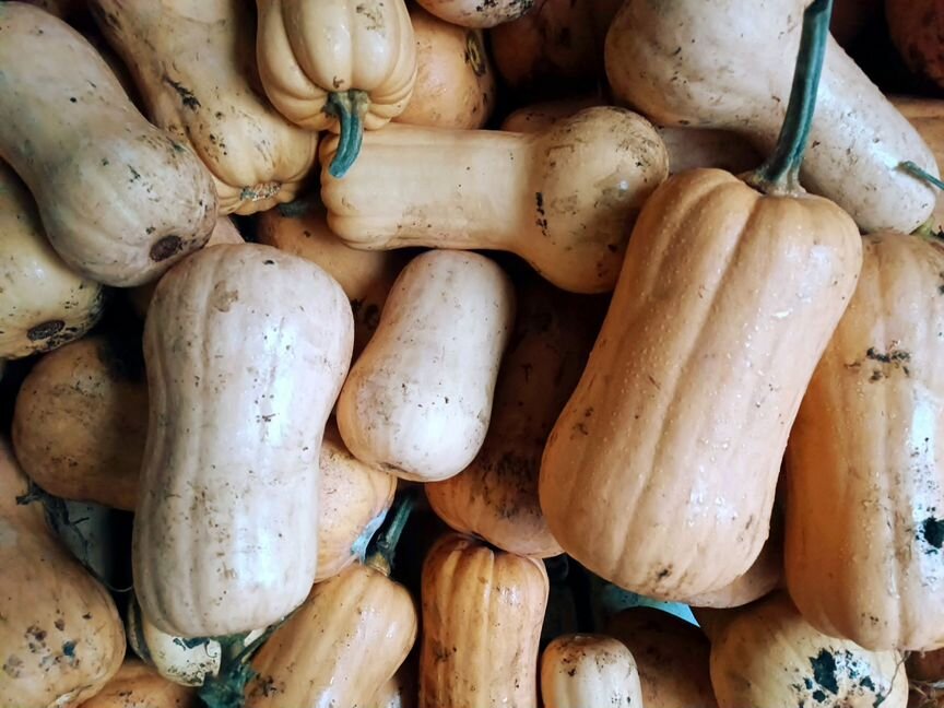 Тыква кормовая