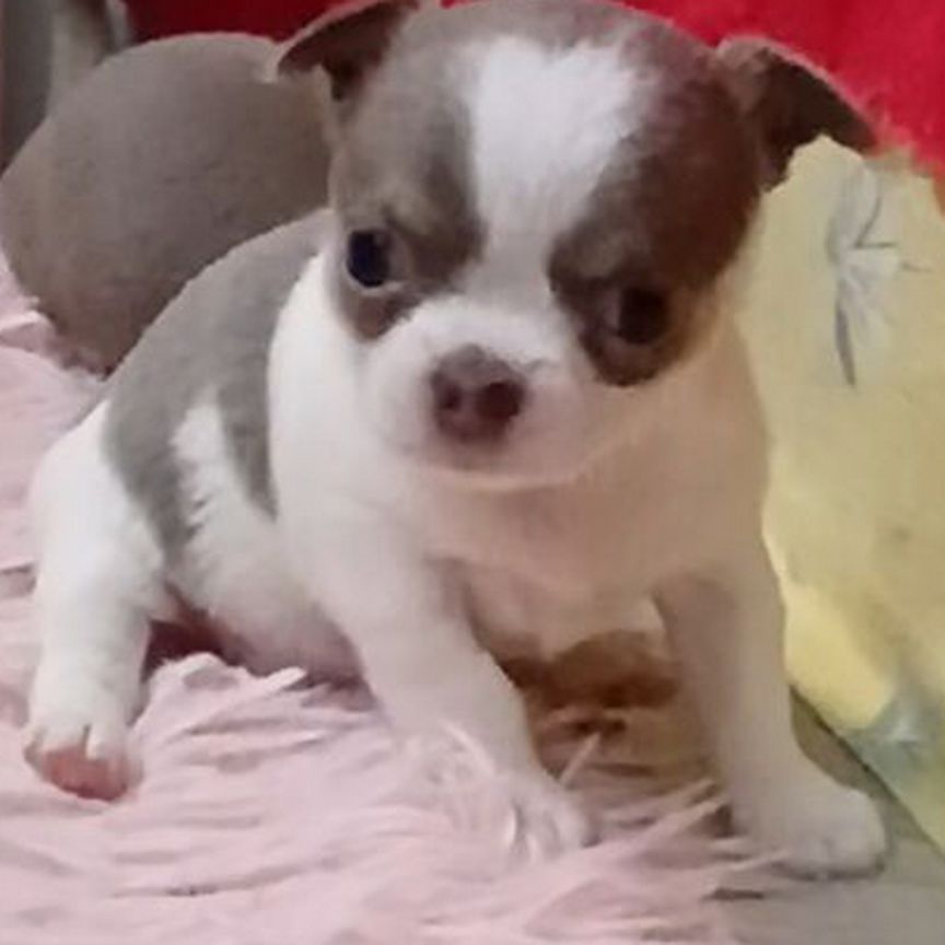 Чихуахуа, щенок