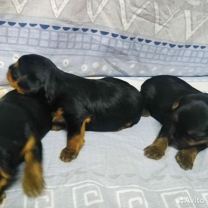 Собаки щенки йорк