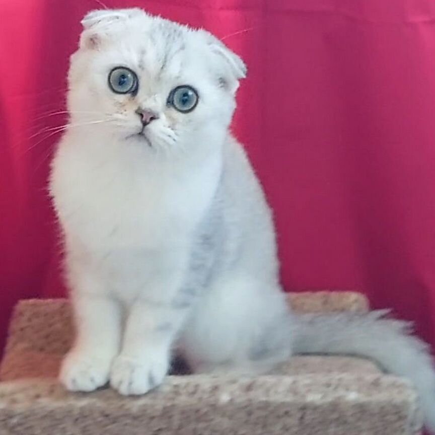 Шотландские серебристые котята