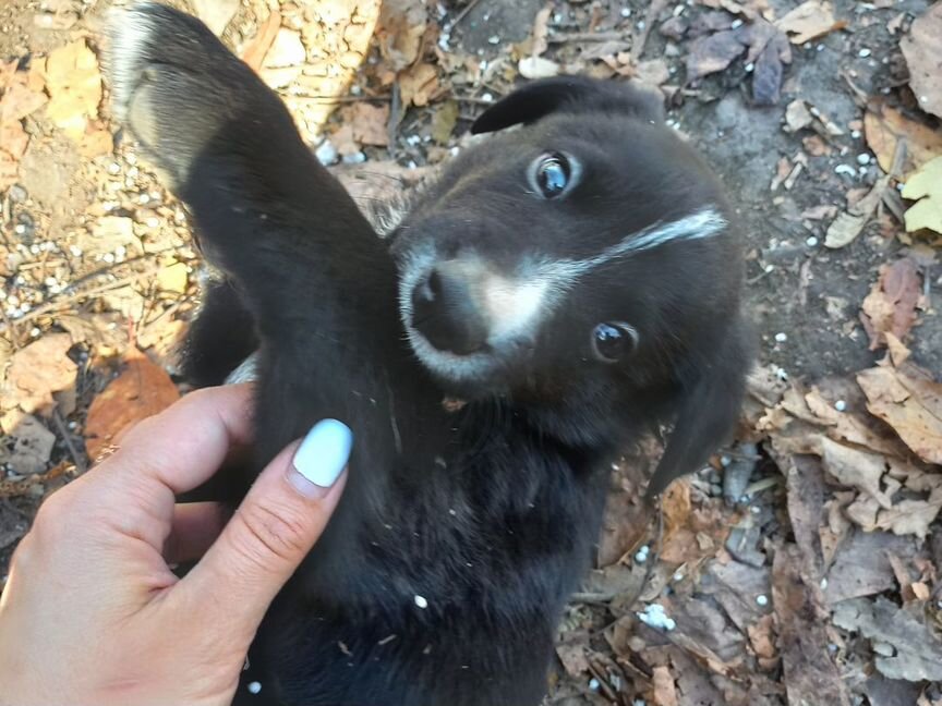 Отдадим бесплатно щенят