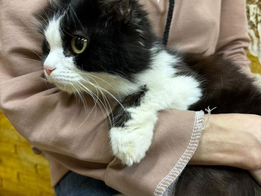 Отдаем в добрые руки