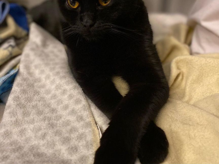 Кот в добрые руки фенотип британца