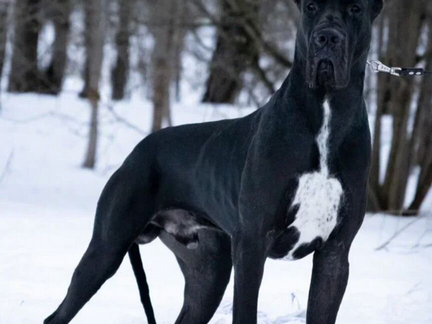 Немецкий дог щенки