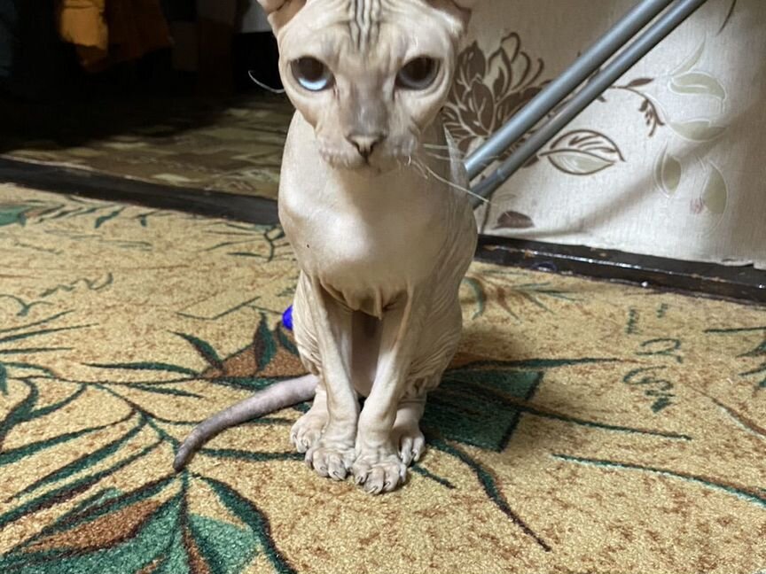 Кошка брашевый сфинкс