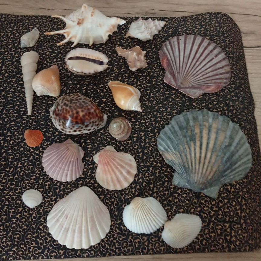 Ракушки морские