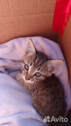 Котёнок в добрые руки, маленький ласковый комочек