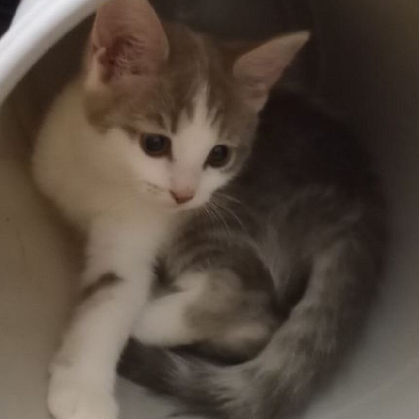 Котёнок в добрые руки