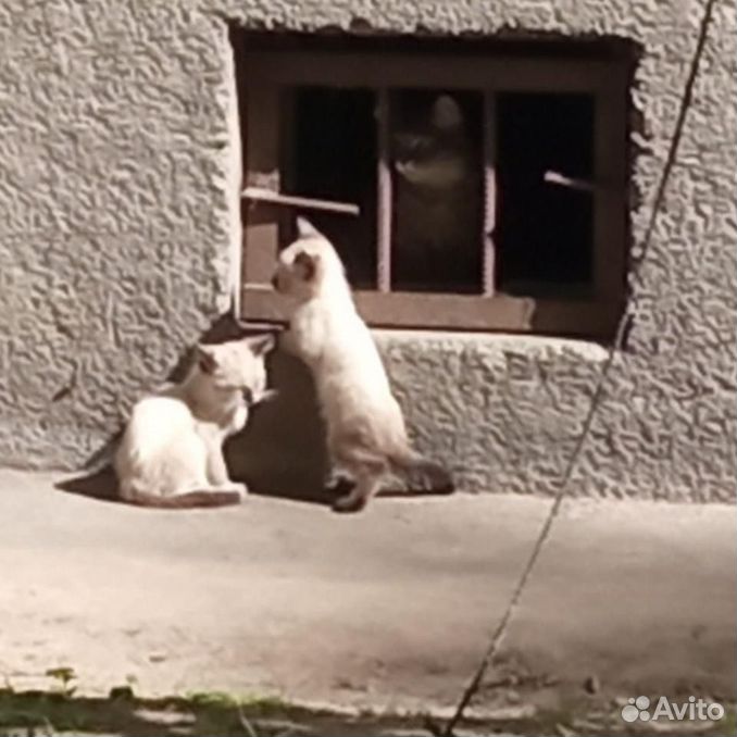 Котята типа сиамских