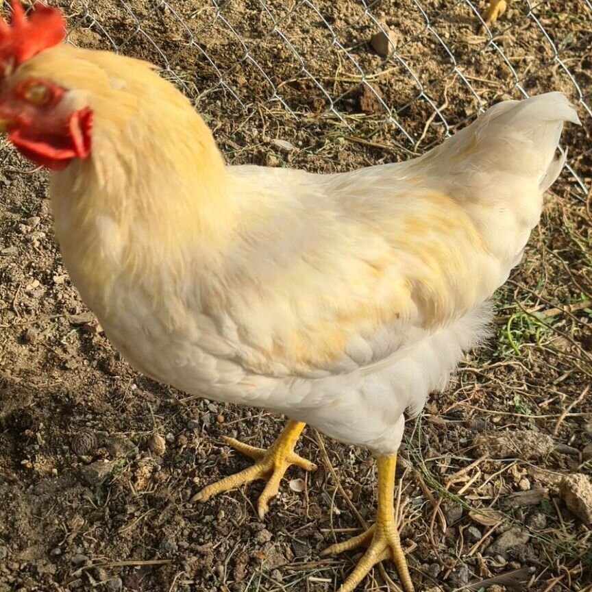 Петухи молодые, рабочие