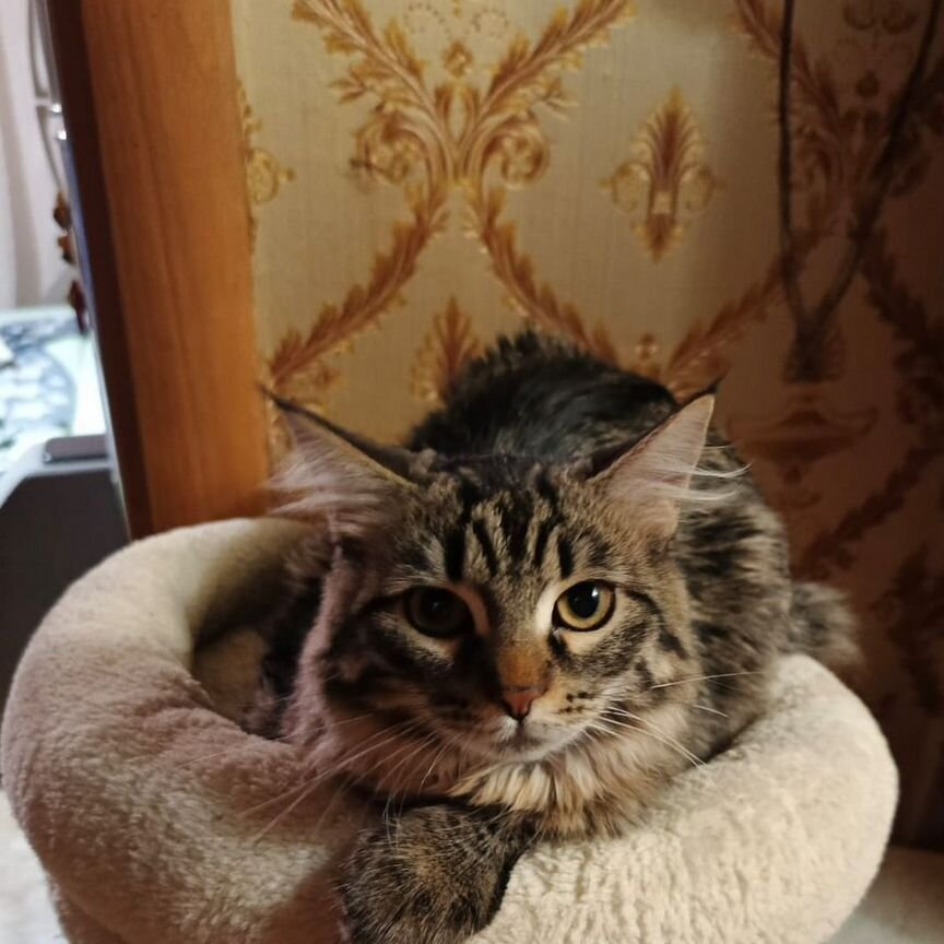 Отдам в добрые руки кошечку