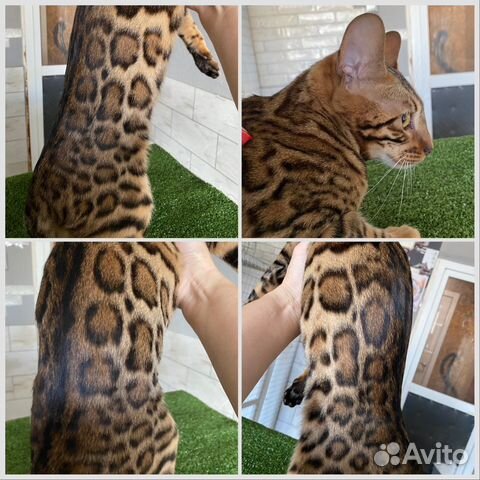 Черутти, девочка бенгальская