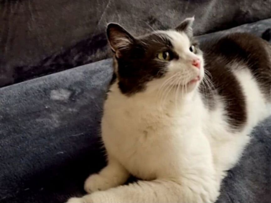 Преданный котик ищет настоящих людей