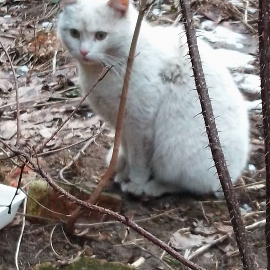 Потеряшка ищет дом