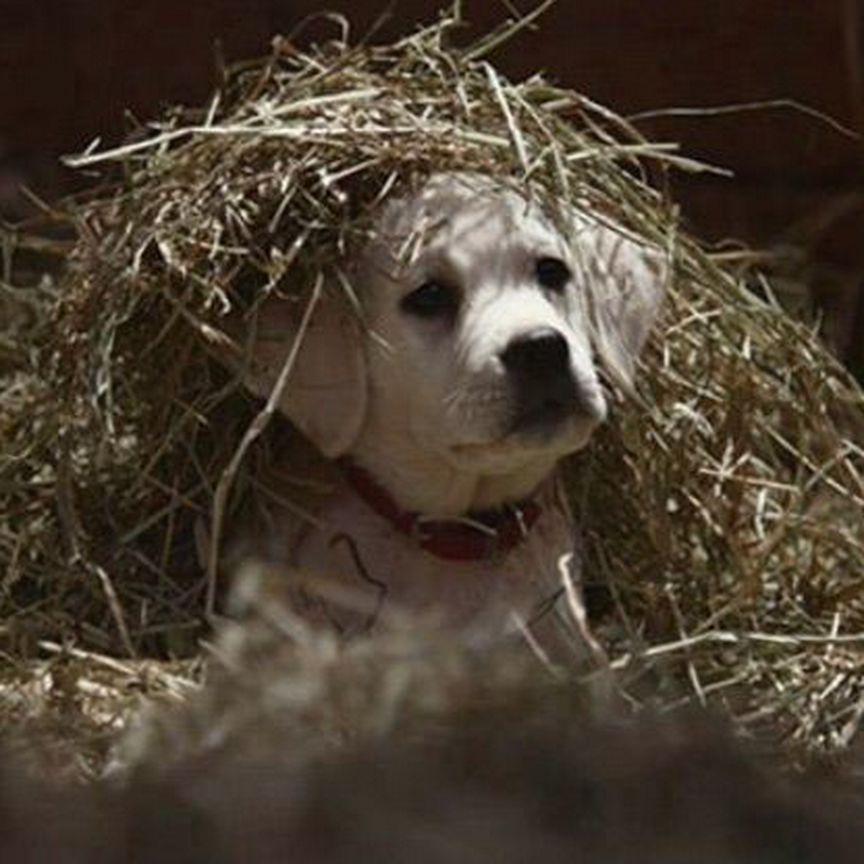 Продам солому в мешках