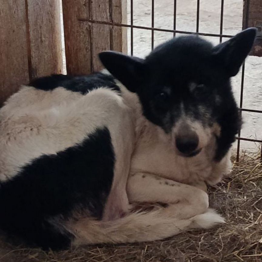 Взрослый пёс в добрые руки