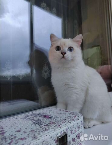 Британские котята